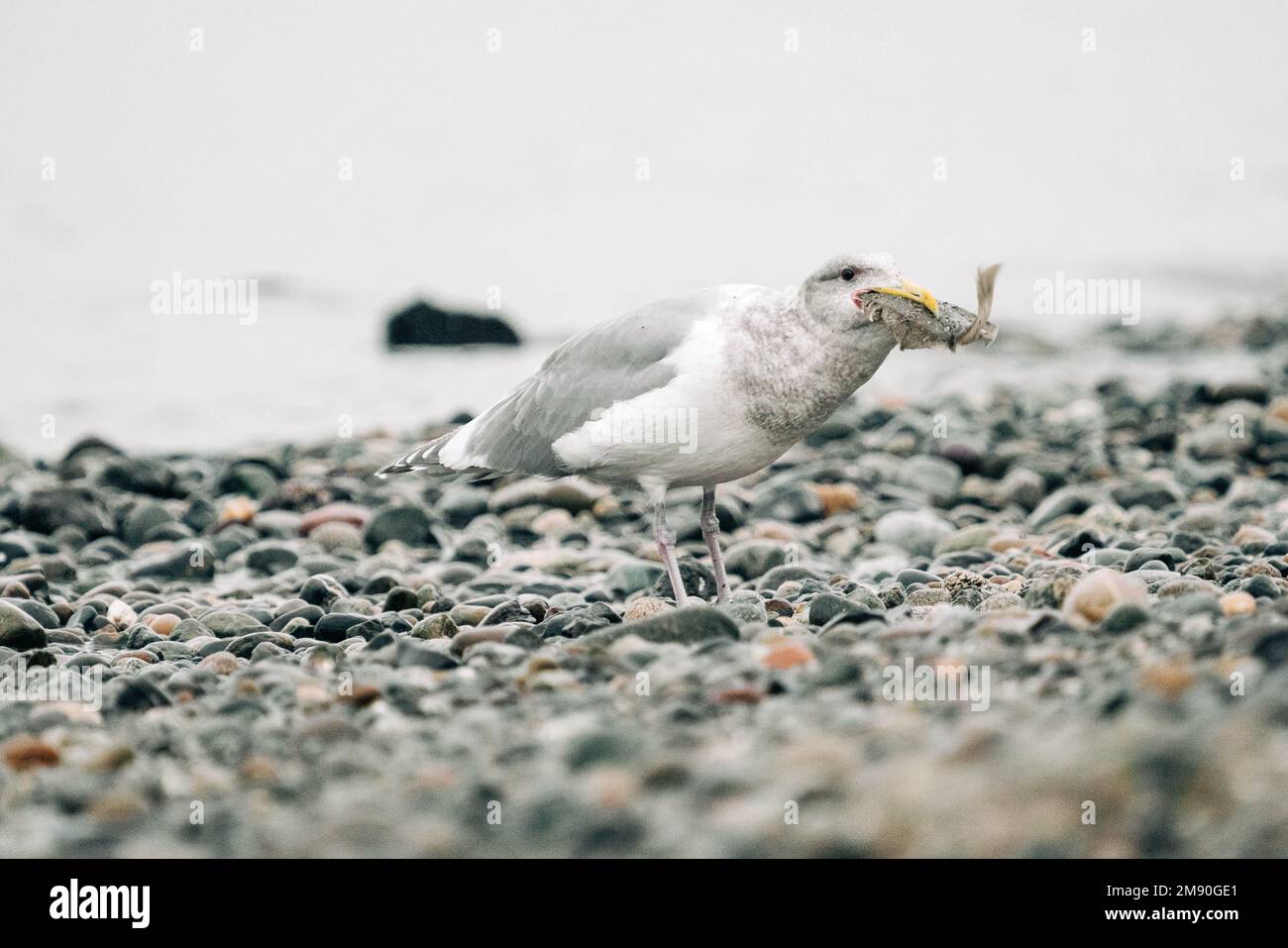 Closeup image of a sea gull eating a flatfish at Golden Gardens Park in ...
