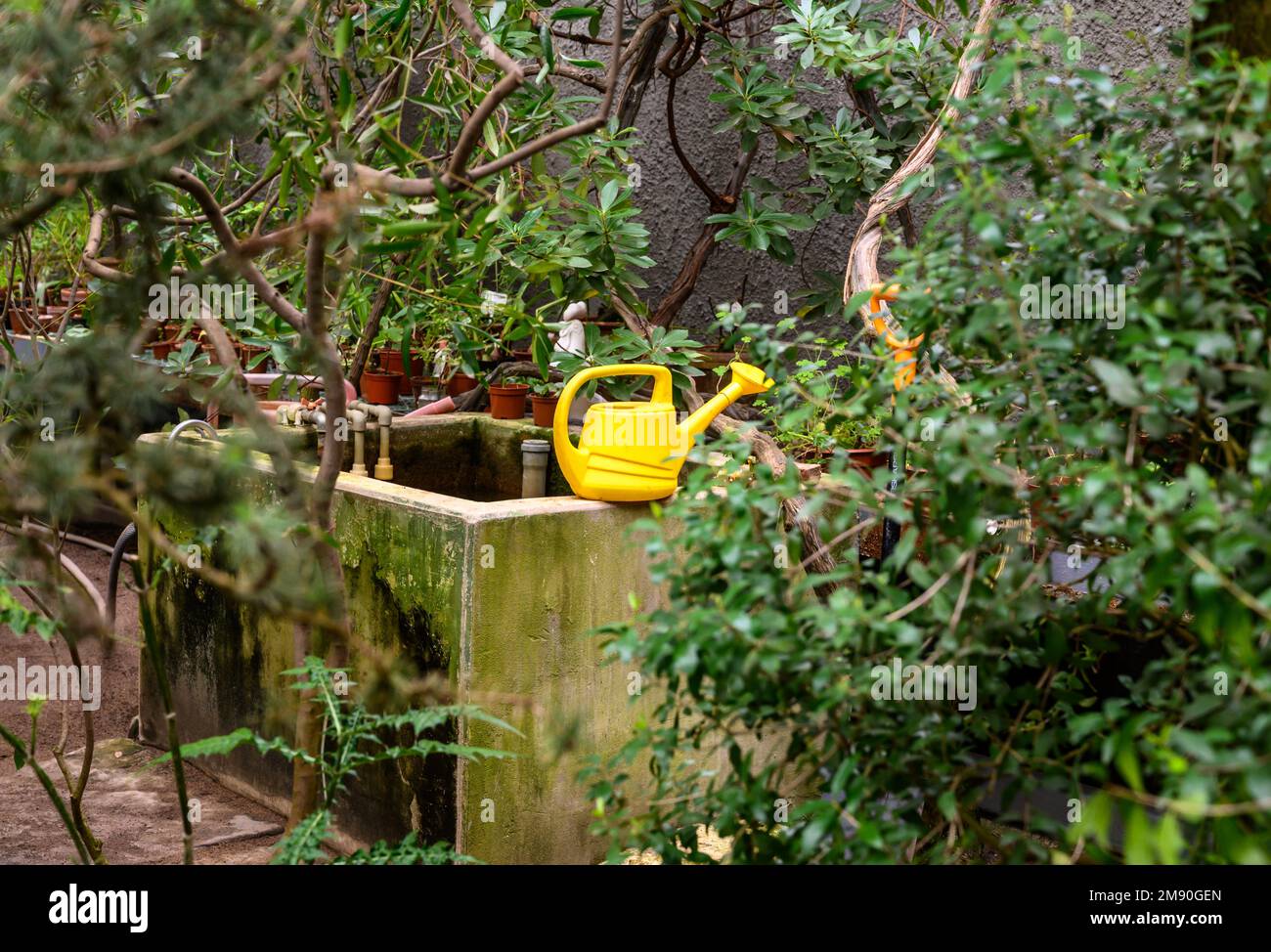 beautiful green plants. greenery around. garden tools. yellow garden ...