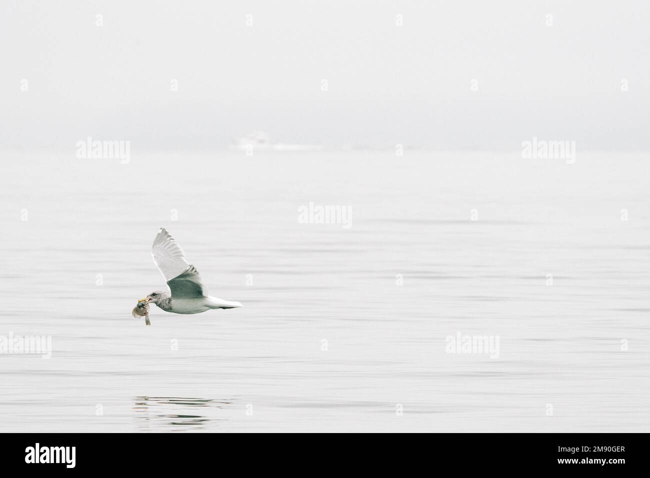 Wide view of a sea gull flying over Puget Sound with a flounder in its ...