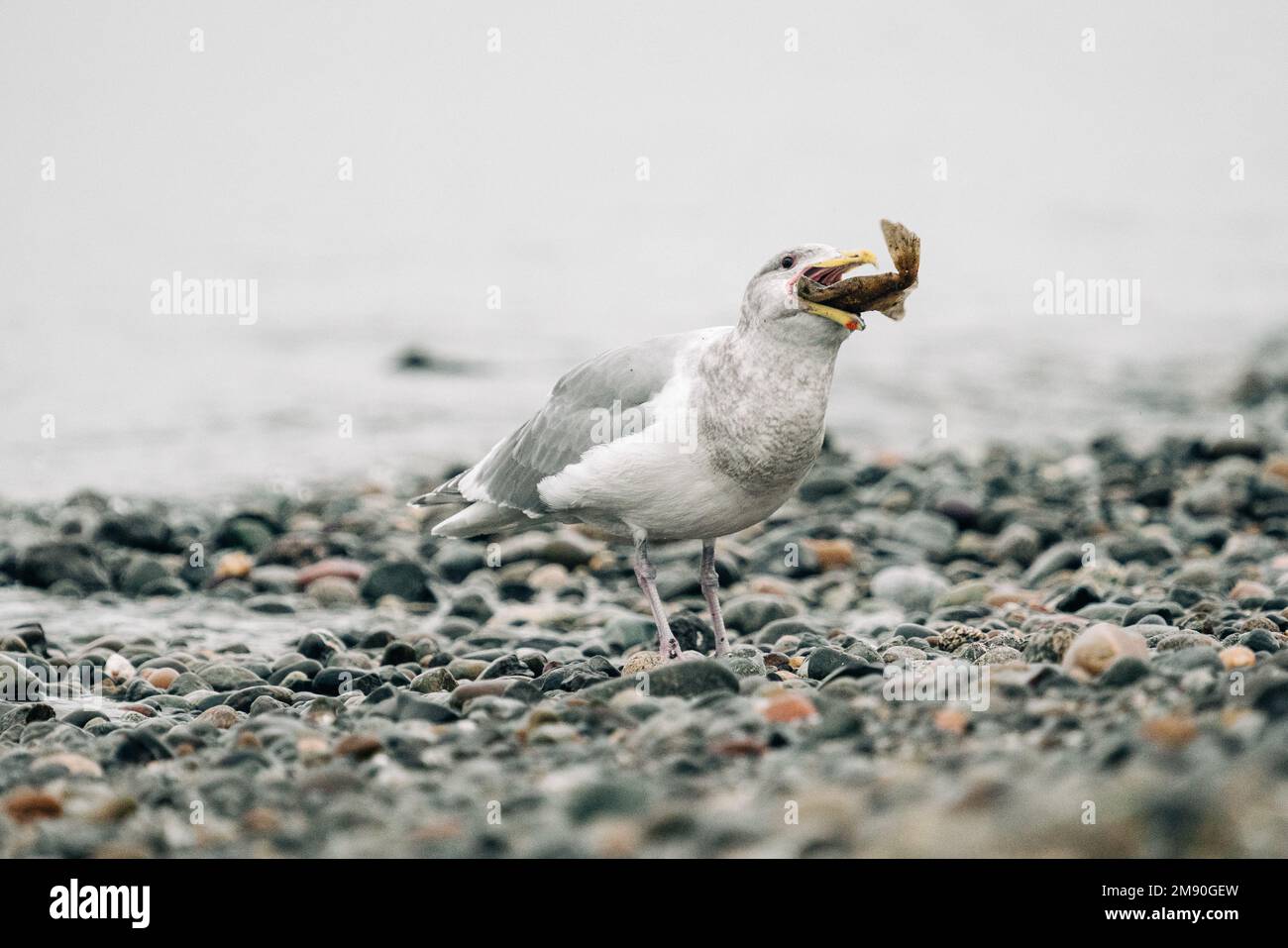 Closeup image of a sea gull eating a flatfish on the shores of Puget ...
