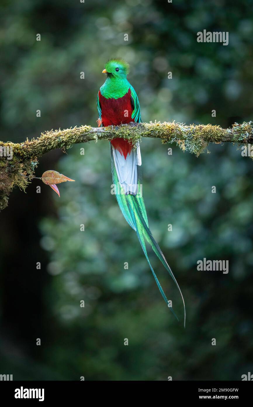 Resplendent Quetzal (Pharomachrus mocinno), male perched in cloud ...