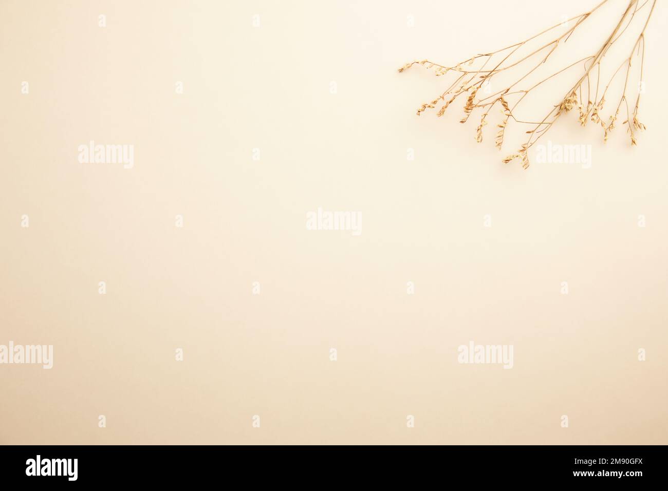 Romantic dried flowers on a solid background Stock Photo - Alamy