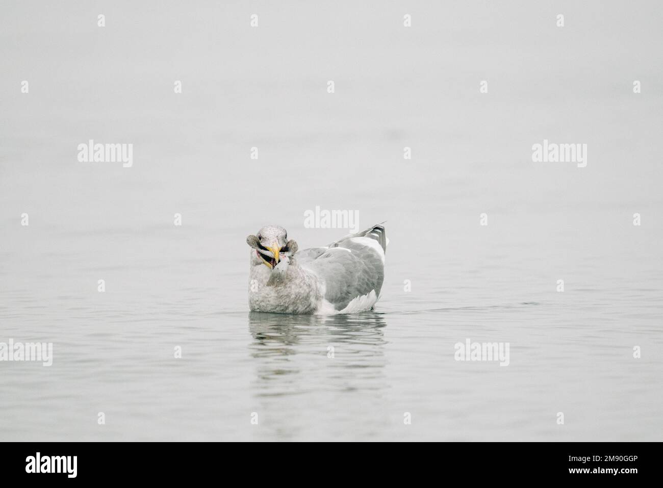 Closeup view of a sea gull eating a flounder at Golden Gardens Park in ...