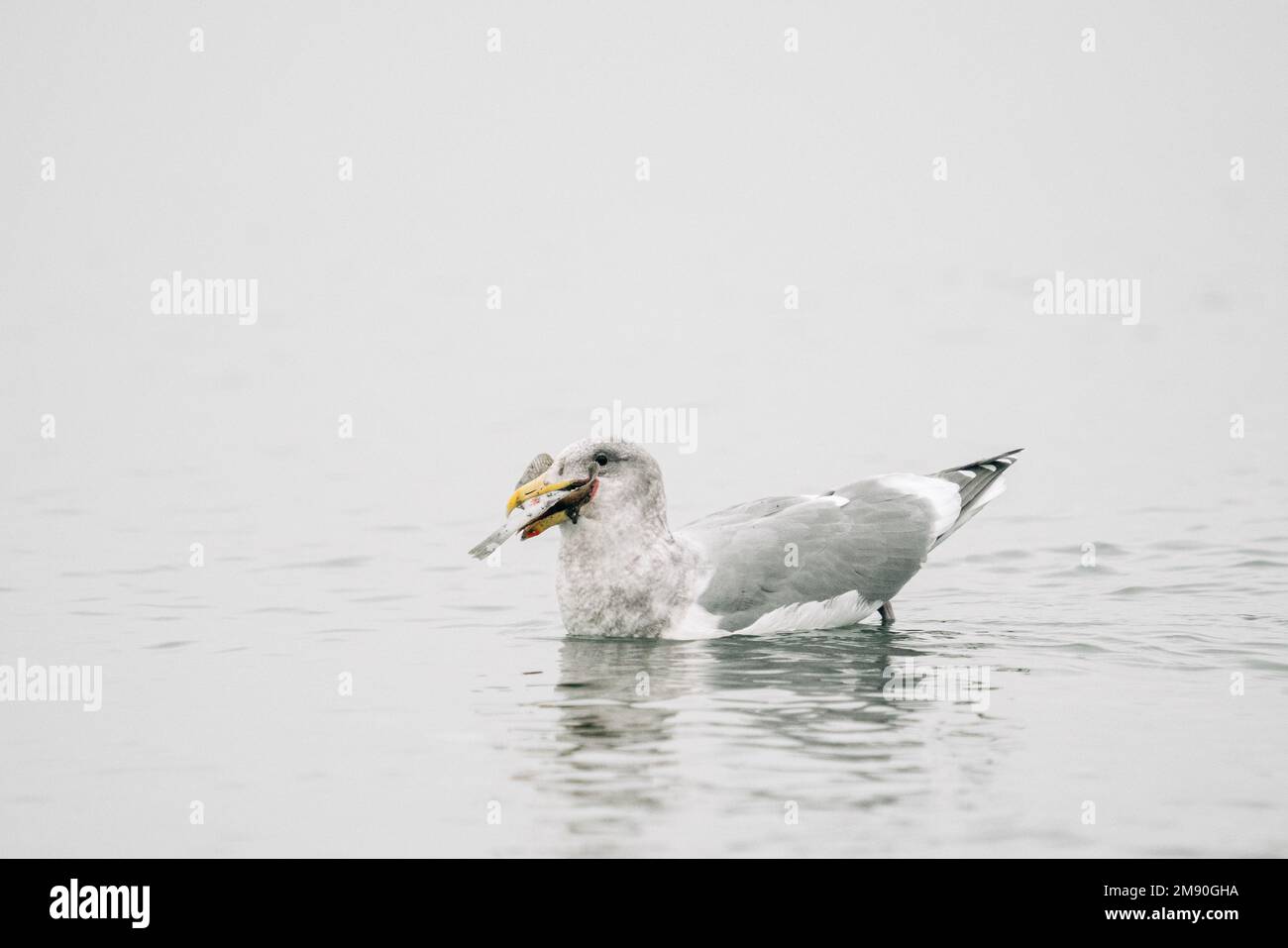 Closeup view of a sea gull eating a flounder at Golden Gardens Park in ...