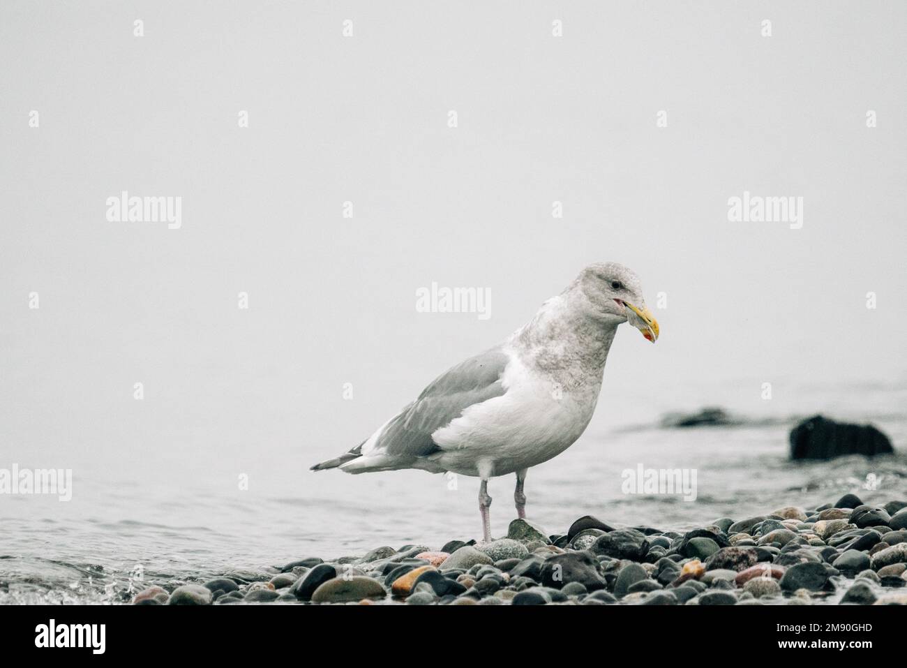 Closeup view of a sea gull eating a flounder at Golden Gardens Park in ...