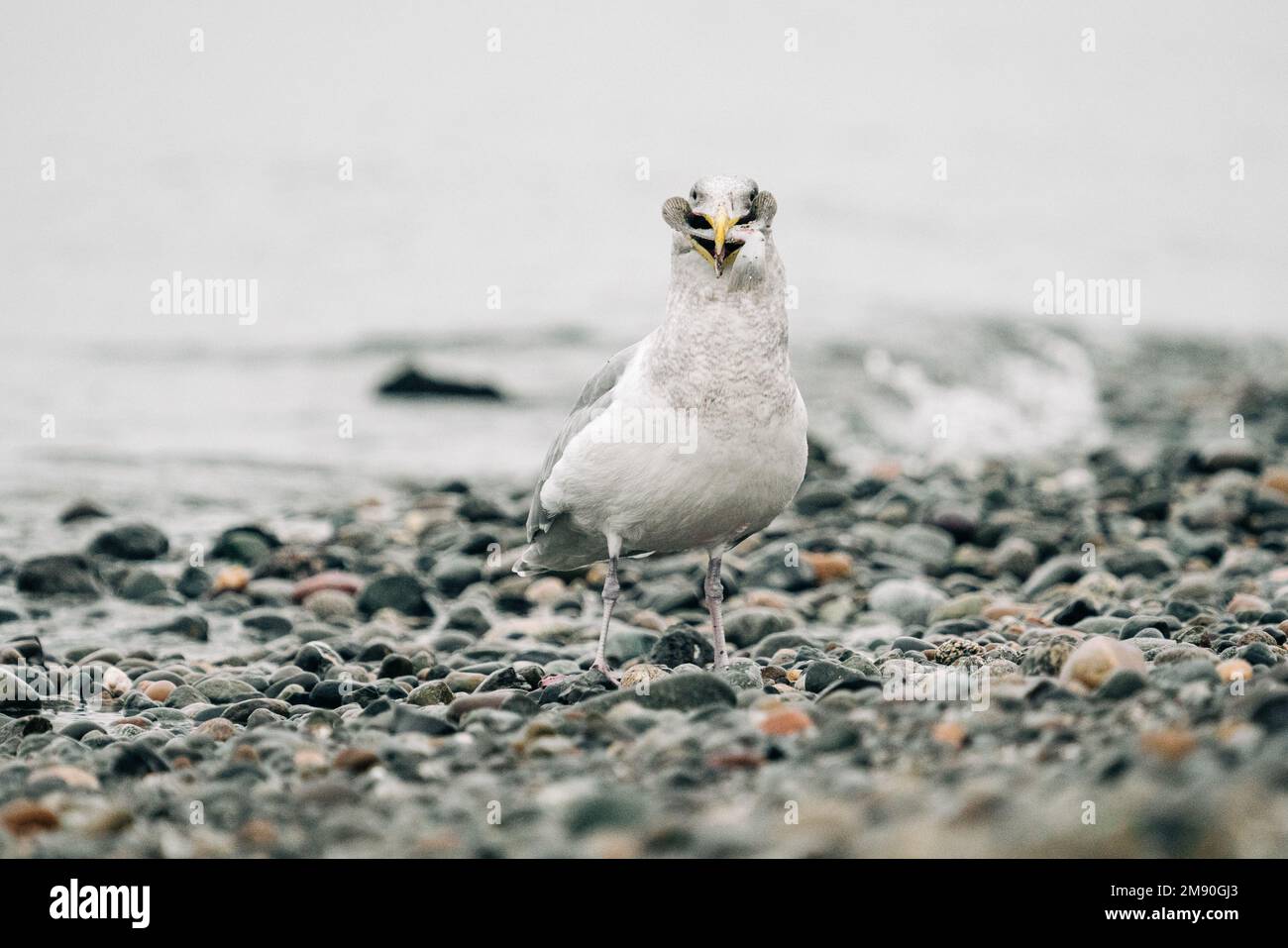 Closeup view of a sea gull eating a flounder at Golden Gardens Park in ...