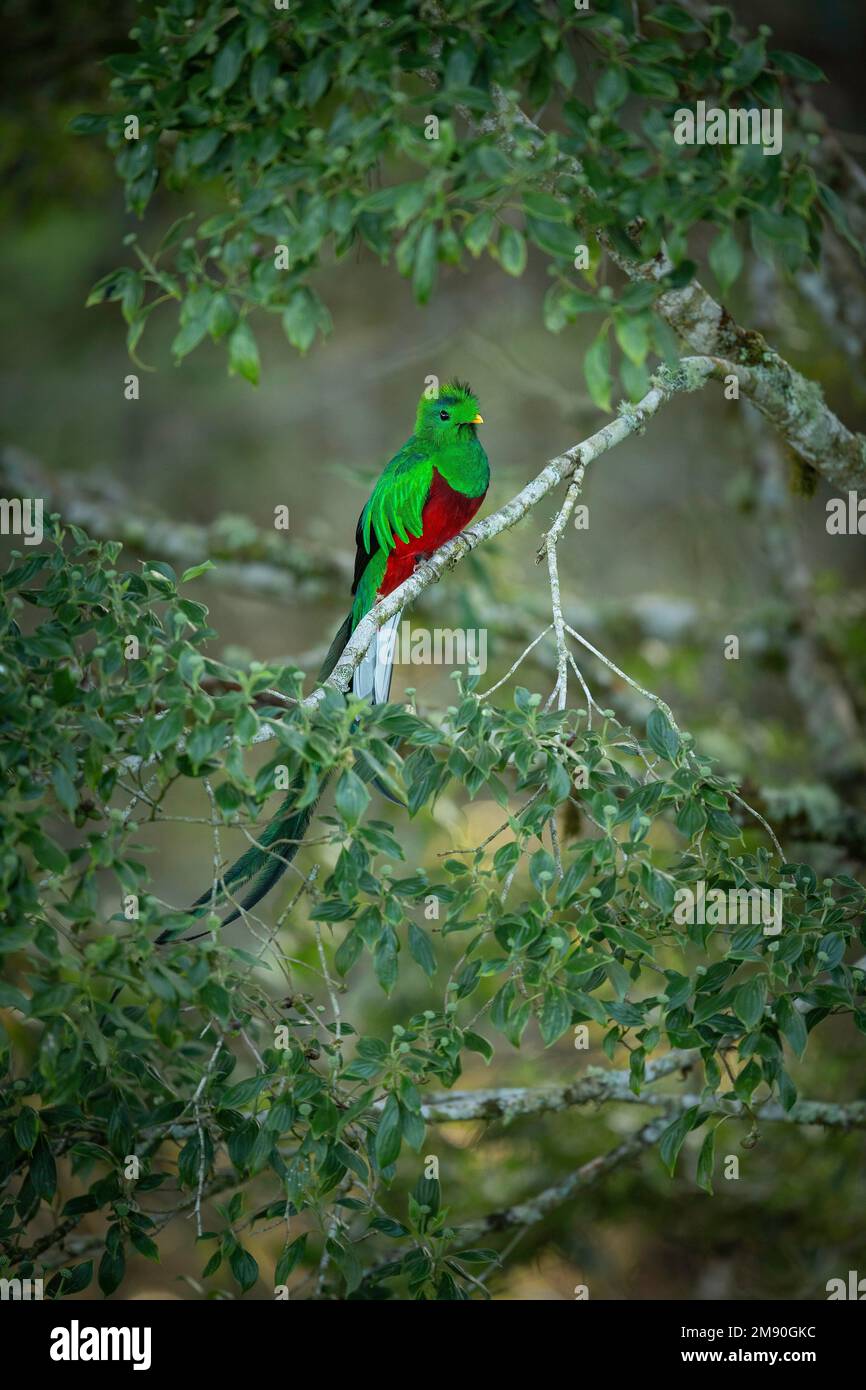 Resplendent Quetzal (Pharomachrus mocinno), male perched in cloud ...