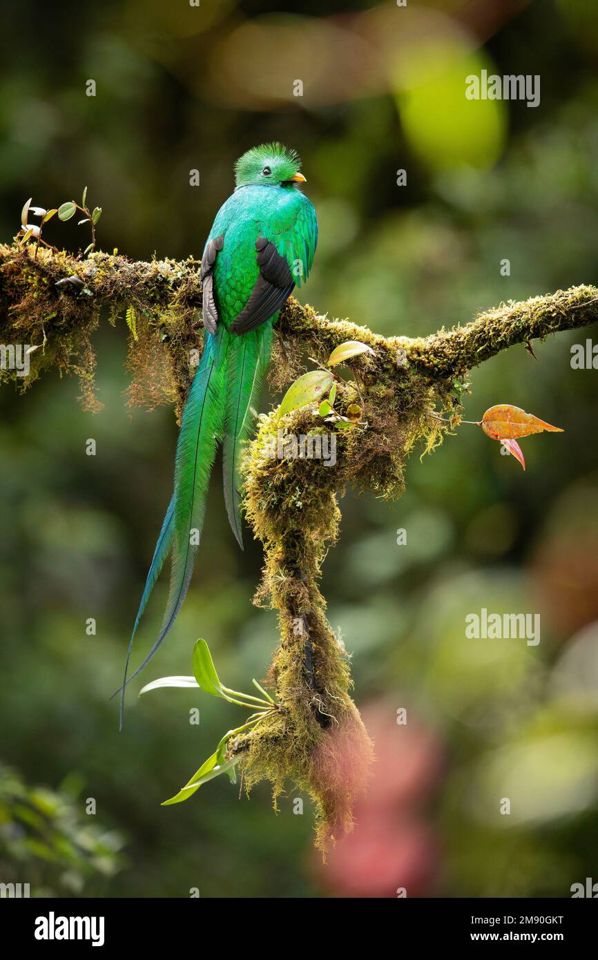 Resplendent Quetzal (Pharomachrus mocinno), male perched in cloud ...