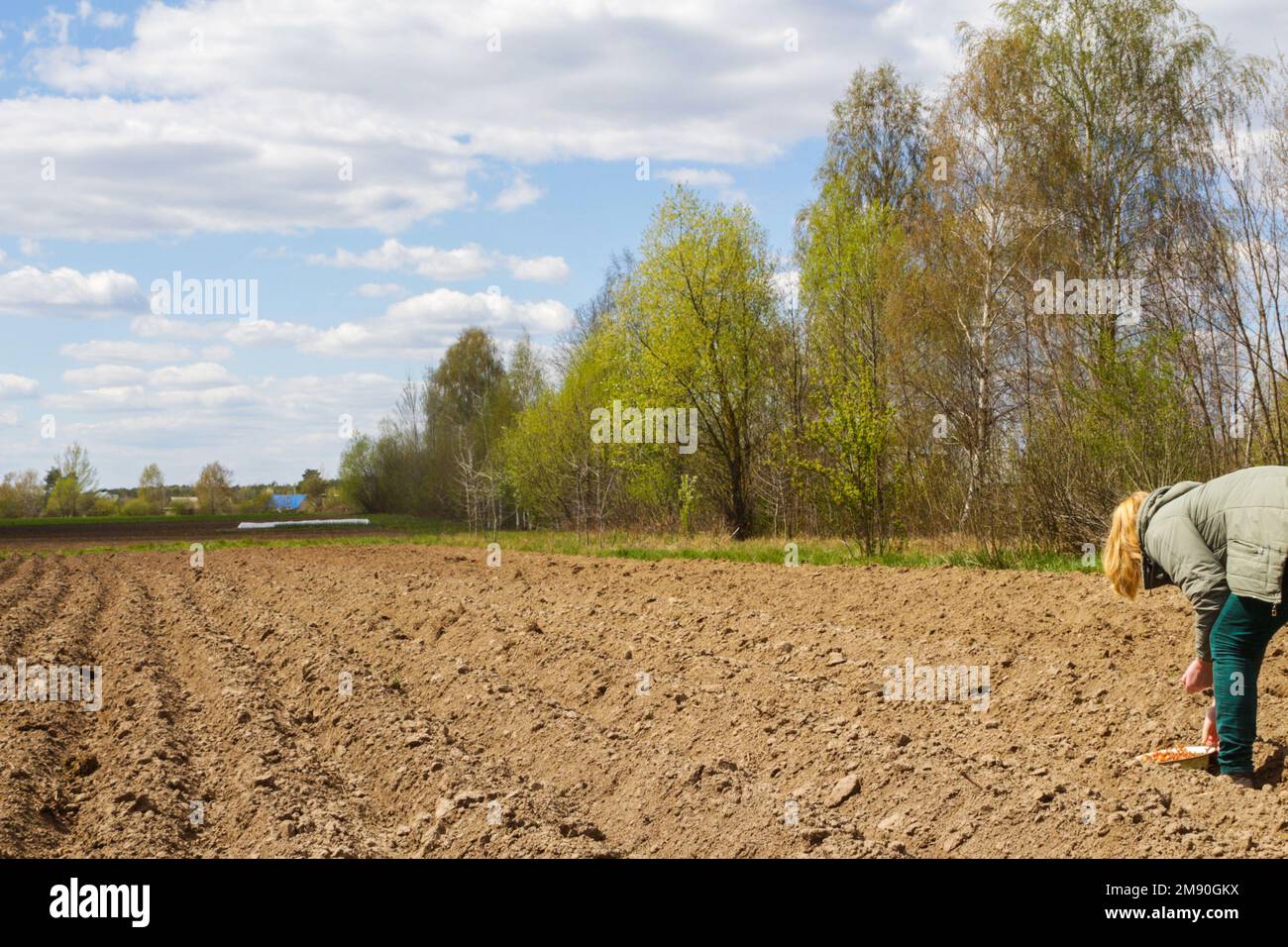Woman planting onion on soil. Human hands taking care of a seedling in ...