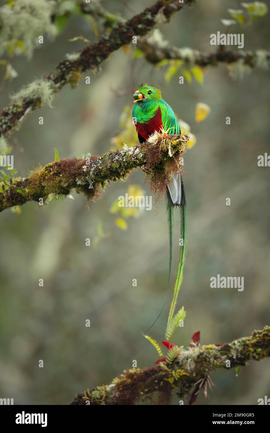 Resplendent Quetzal (Pharomachrus mocinno), male perched in cloud ...