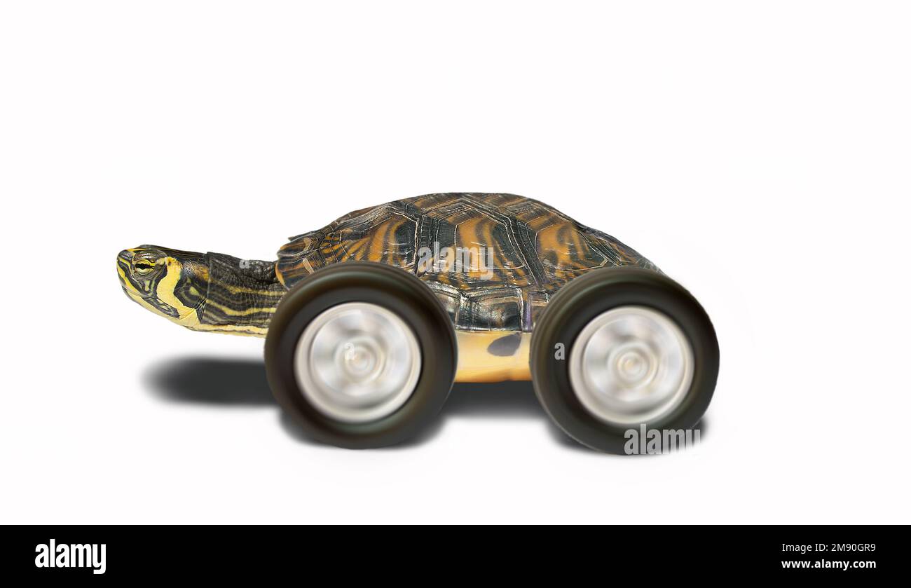 turtle with wheels at high speed with white background Stock Photo - Alamy