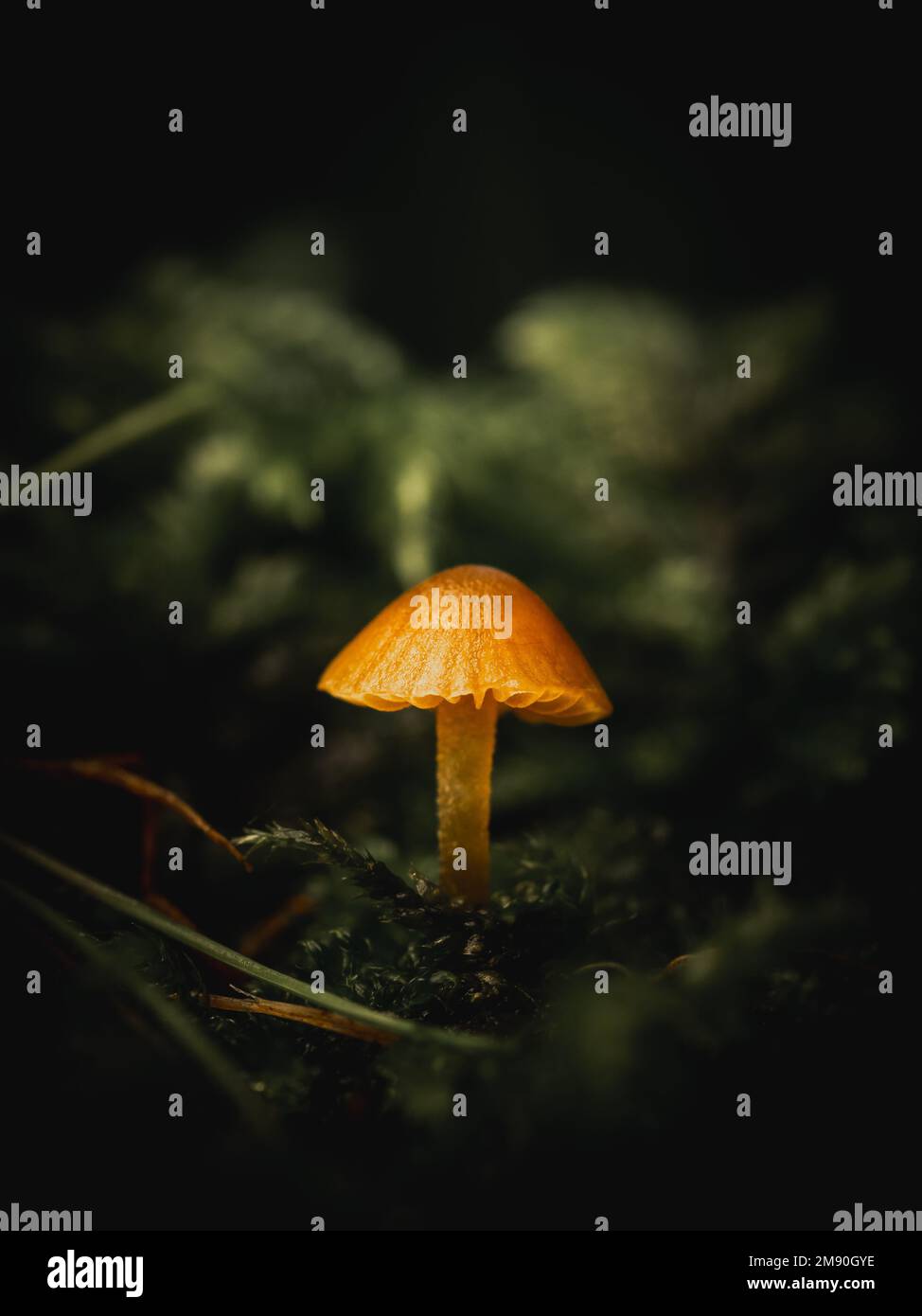 A vertical closeup of Galerina calyptrata, also known as the tiny bog ...