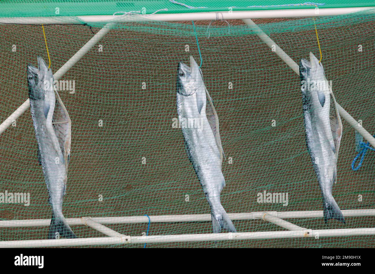 Masu fish hi-res stock photography and images - Alamy