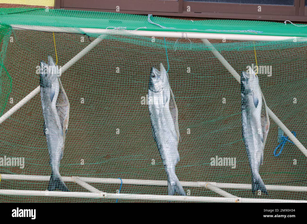 Masu salmon Oncorhynchus masou drying in Rausu. Nemuro Subprefecture ...