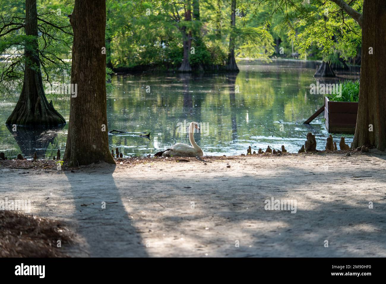 A landscape of the swan lake Iris Gardens park in the daylight in ...