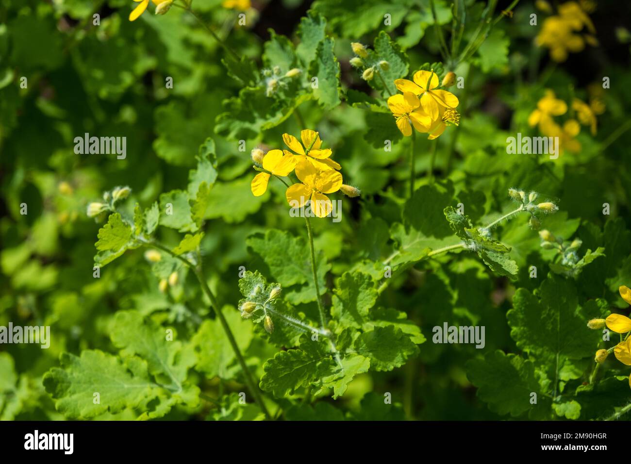 Greater Celandine Medicinal Uses In Hindi