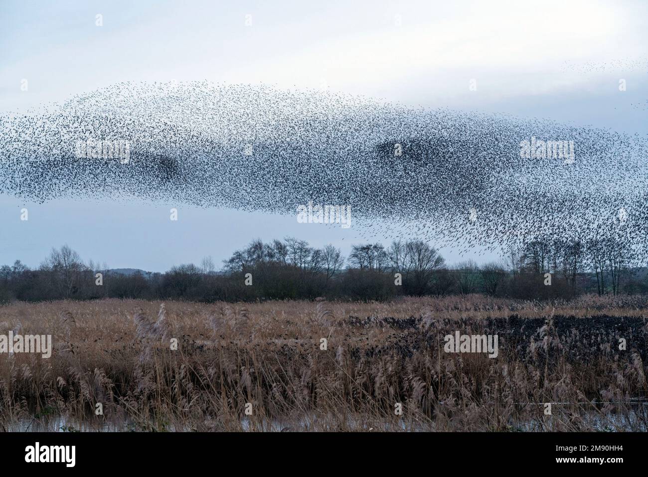 Ham Wall, Somerset, UK. 15th Jan, 2023. Thousands of starlings fly back ...