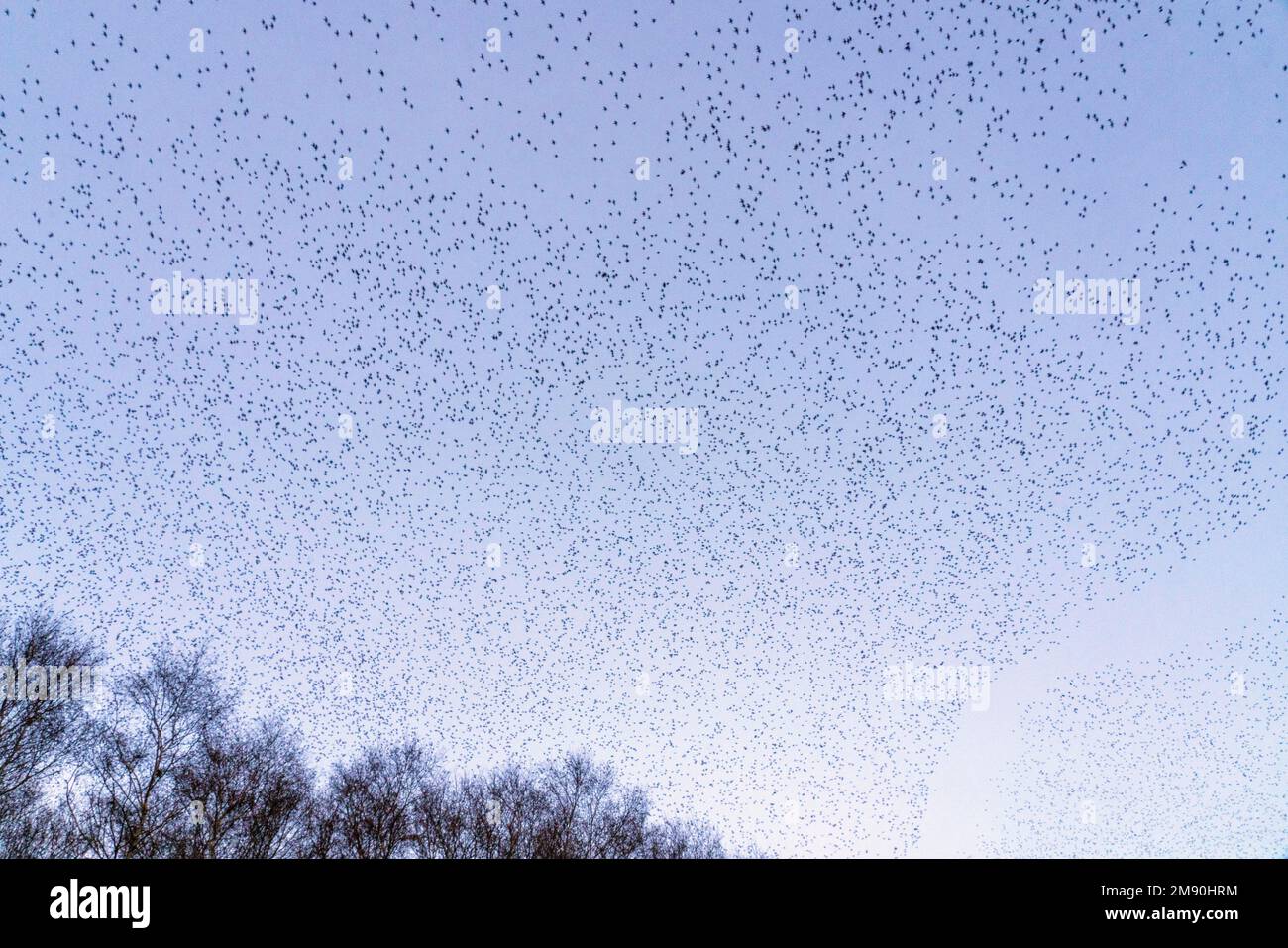 Ham Wall, Somerset, UK. 15th Jan, 2023. Thousands of starlings fly back ...