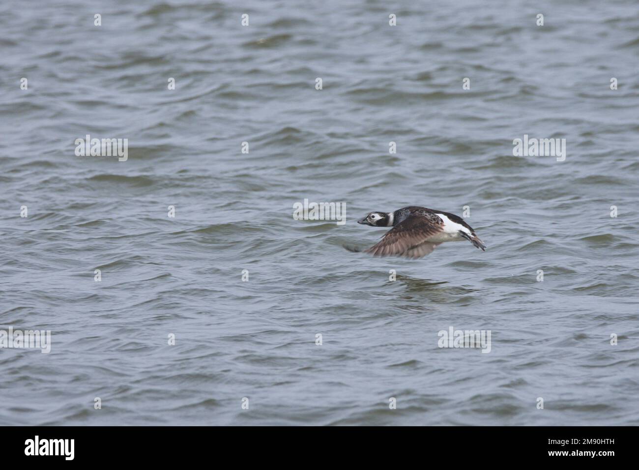 Beautiful shot long tailed hi-res stock photography and images - Alamy