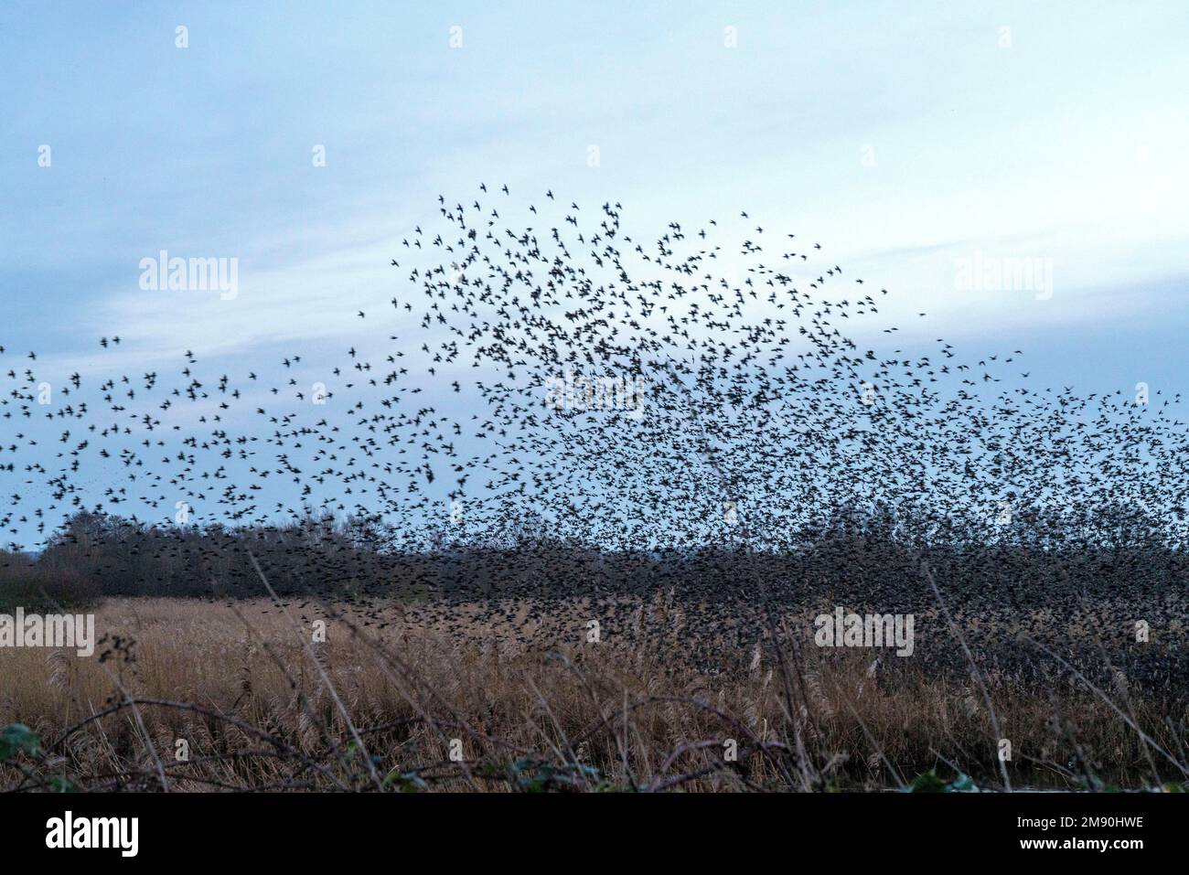 Ham Wall, Somerset, UK. 15th Jan, 2023. Thousands of starlings fly back ...