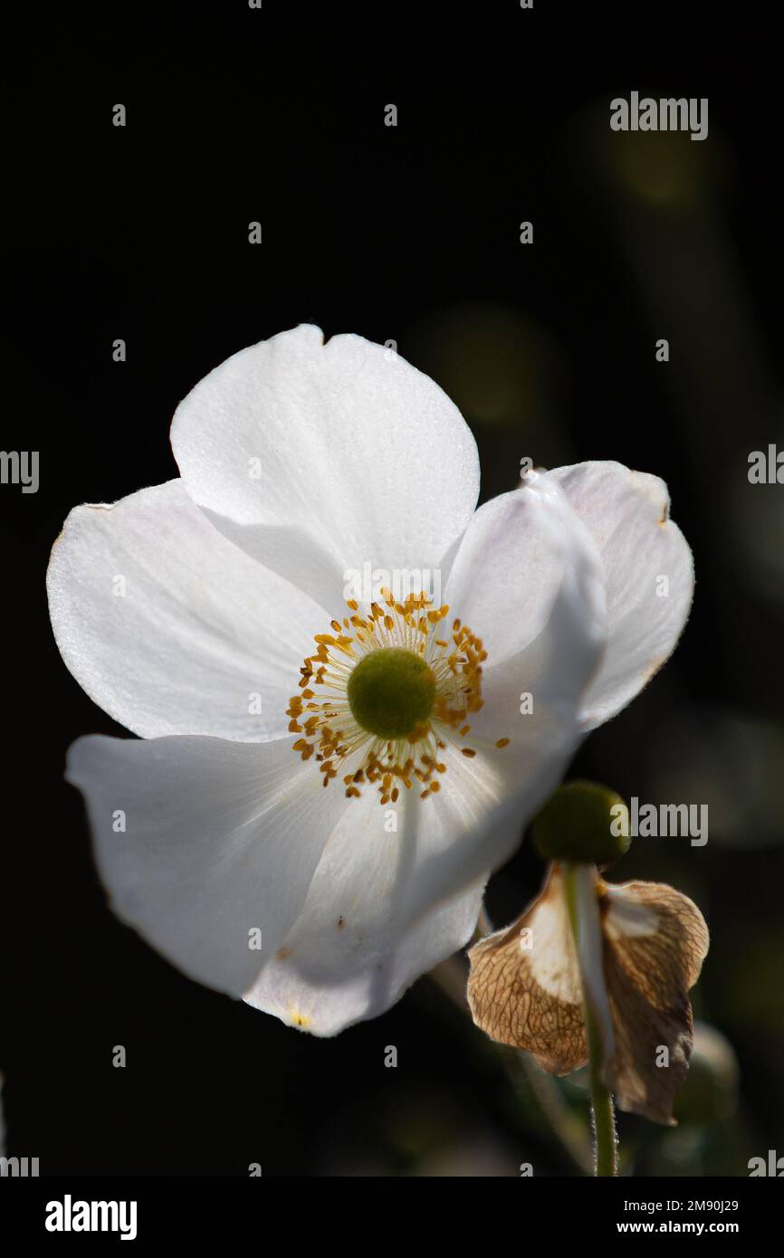 Close-up of a white Japanese anemone blossom (anemone hupehensis) with ...