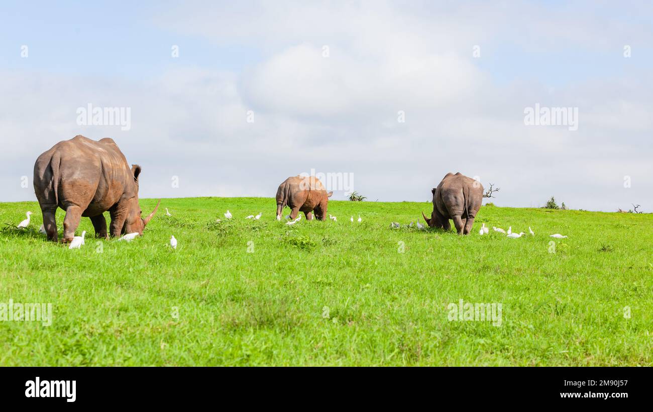 Wildlife three rhino's eating grass on hill plateau summer season ...