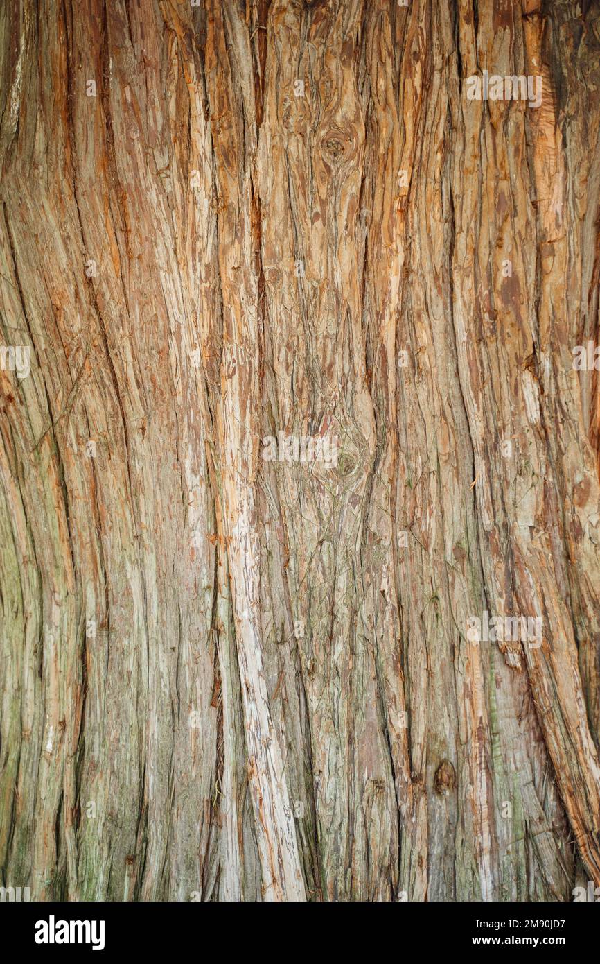 Brown tree bark texture close up background Stock Photo - Alamy