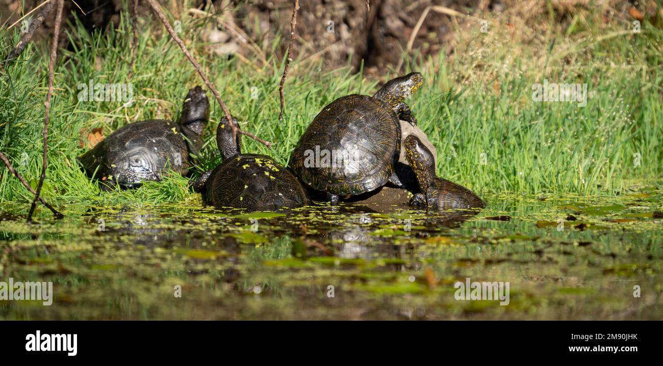 Funny turtle group having a sunbathe at river shore Stock Photo - Alamy
