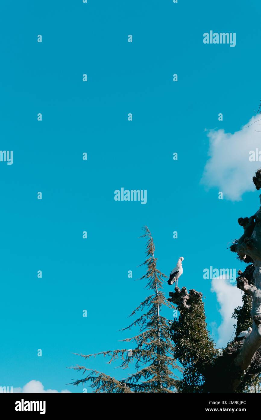 Dramatic stork in a nest with clouds and pine tree background ...