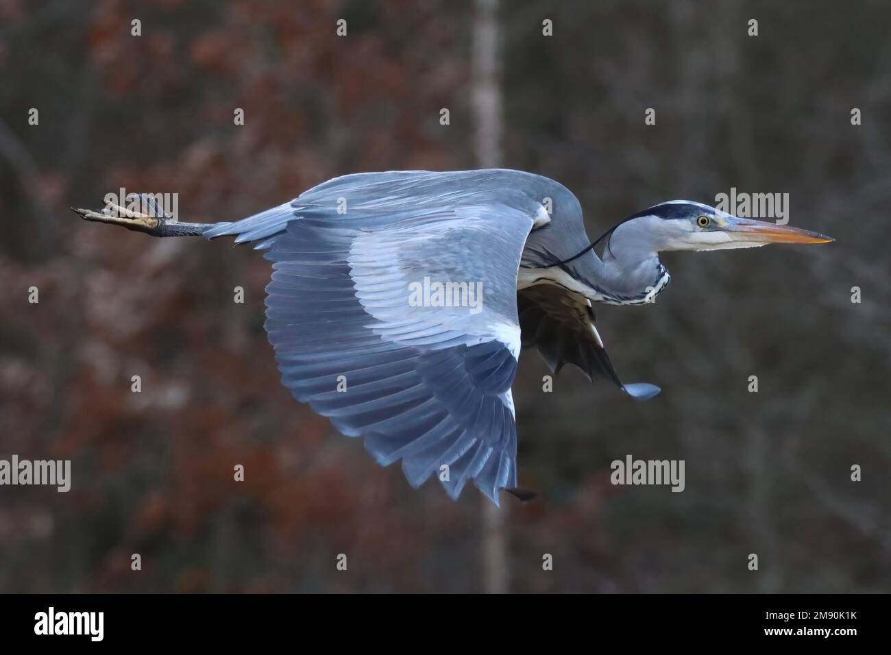 Grey Heron Bird in flight Stock Photo - Alamy