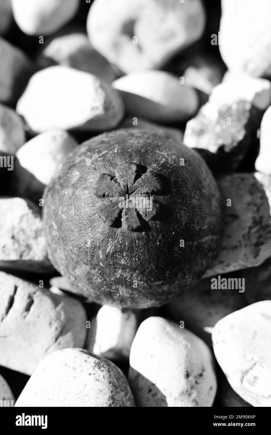 Rustic tropical fruit Black and White Stock Photos & Images - Alamy