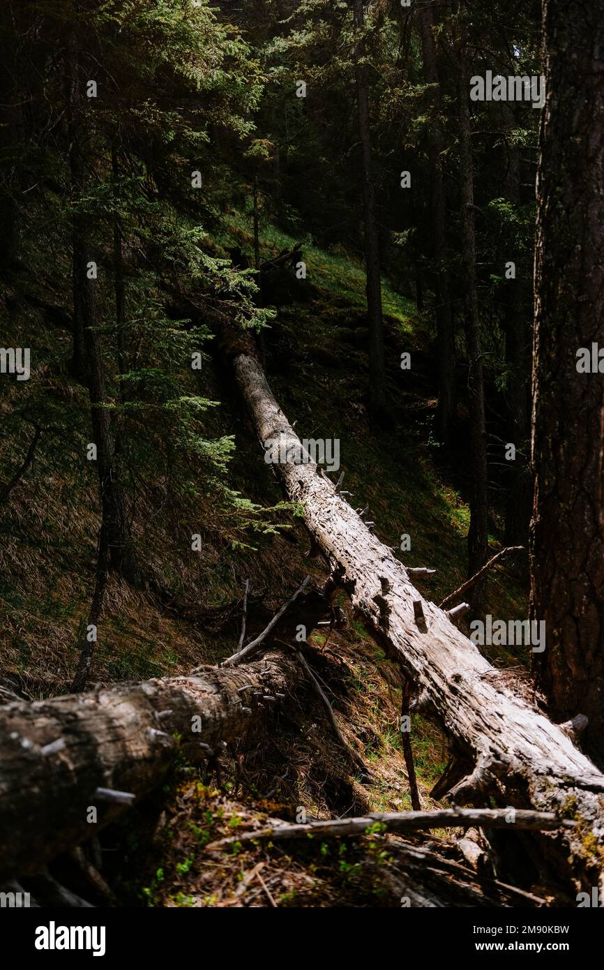 A vertical of fallen tree trunks in a dark forest with a little glimpse ...