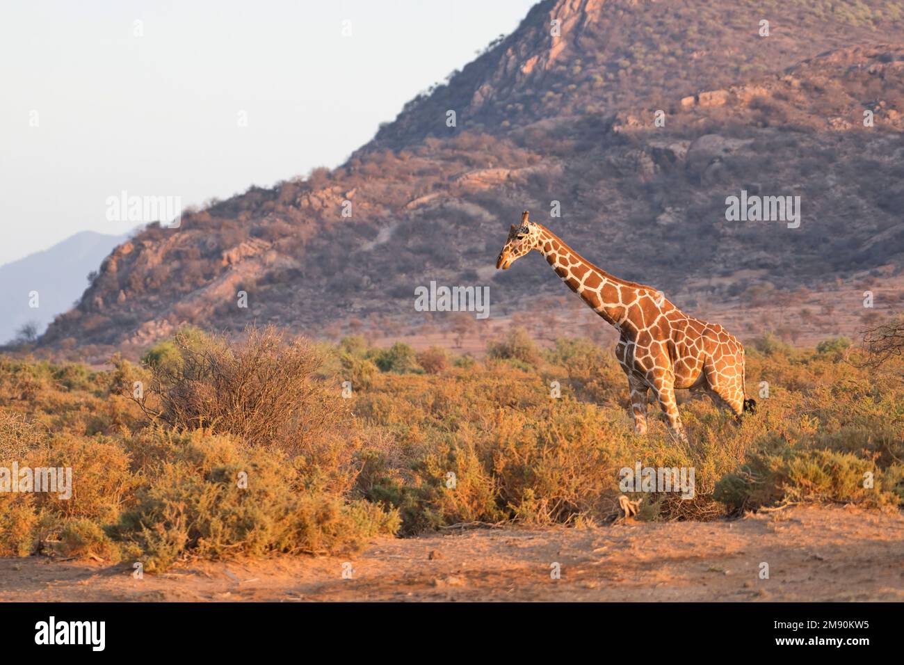 Reticulated giraffe (Giraffa camelopardalis reticulata) photographed in ...