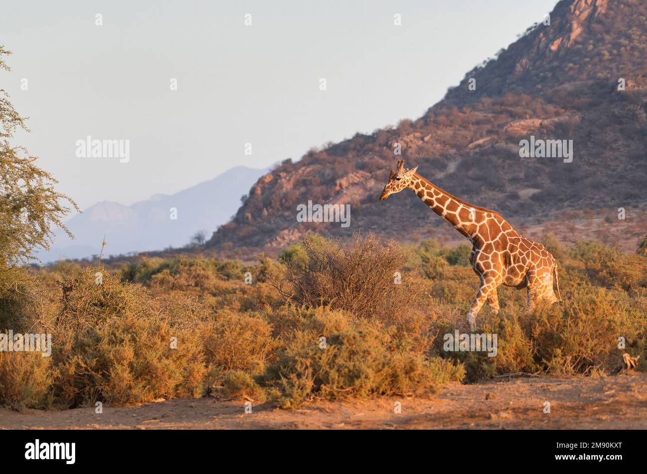 Reticulated giraffe (Giraffa camelopardalis reticulata) photographed in ...