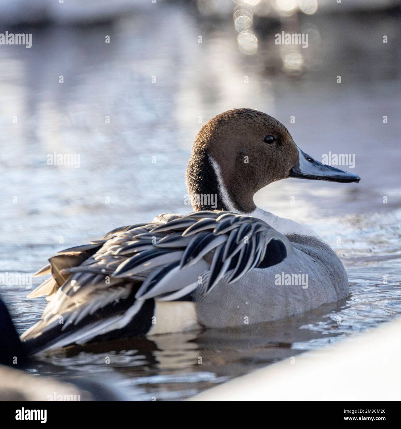(Ottawa, Canada---15 January 2023) Northern pintail at the Mud Lake ... (Ottawa, Canada---15 January 2023) Northern pintail at the Mud Lake ...
