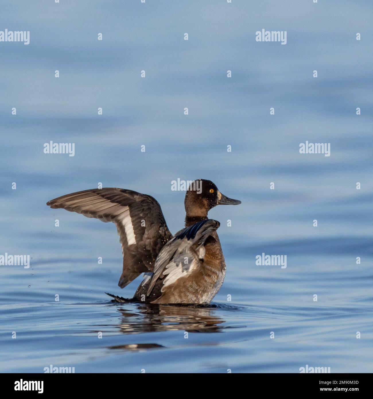 A greater scaup (Aythya marila) flaps its wings on the Ottawa River ...