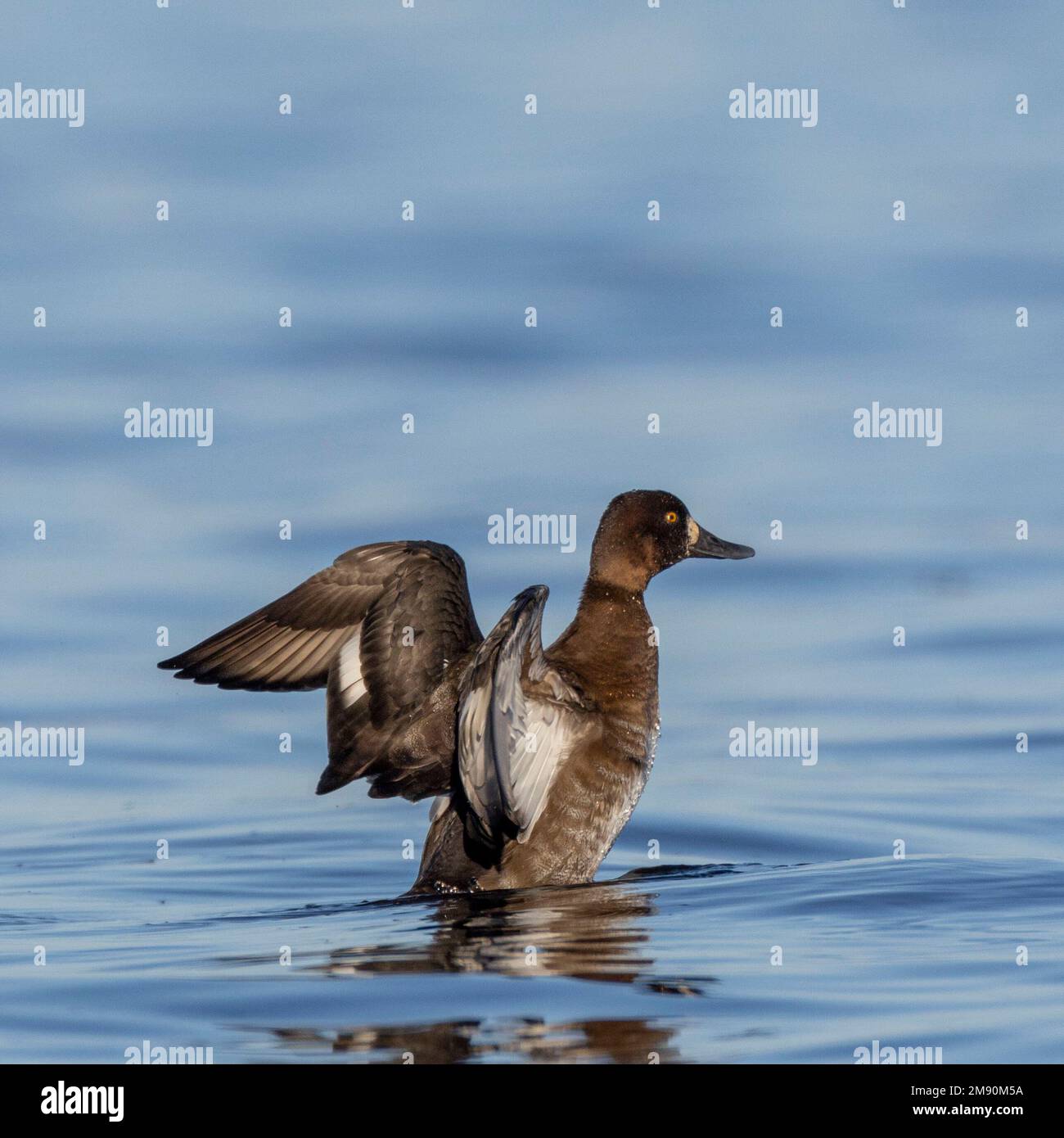 A greater scaup (Aythya marila) flaps its wings on the Ottawa River ...