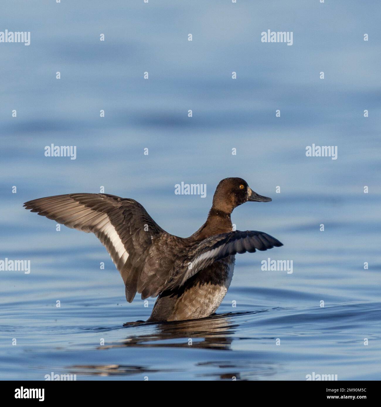 A greater scaup (Aythya marila) flaps its wings on the Ottawa River ...