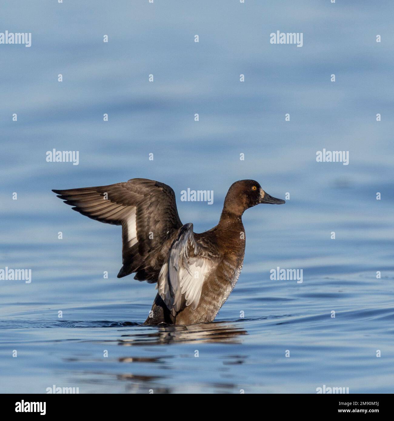 A greater scaup (Aythya marila) flaps its wings on the Ottawa River ...