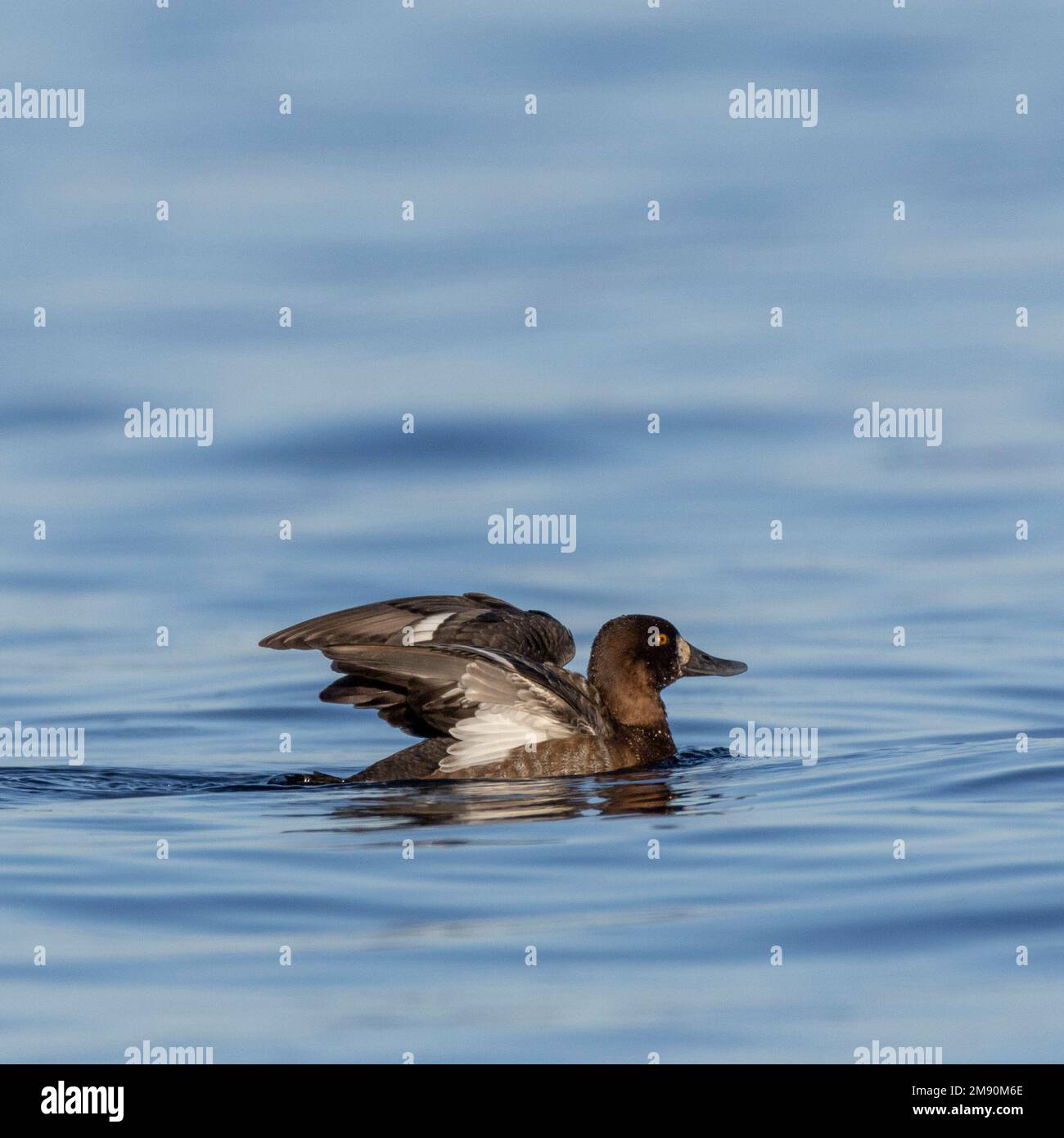 A greater scaup (Aythya marila) flaps its wings on the Ottawa River ...