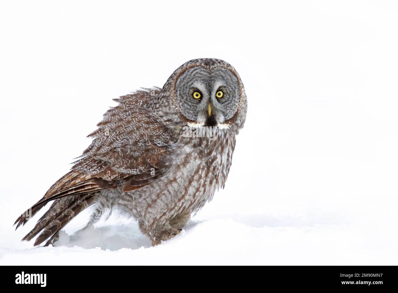 Great grey owl isolated on white background sitting in a snow covered ...