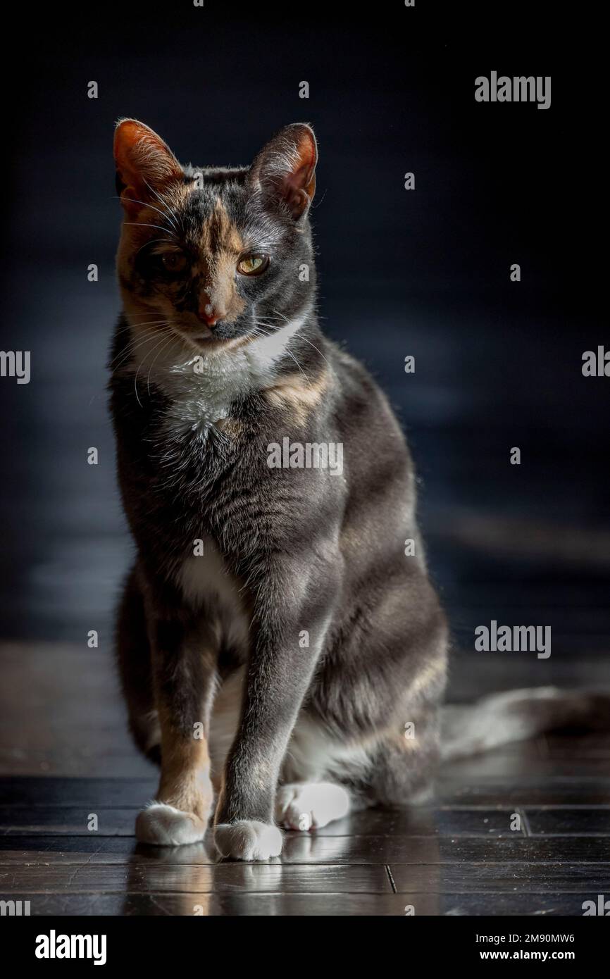 A torbie cat poses in dramatic light for a photograph looking directly ...