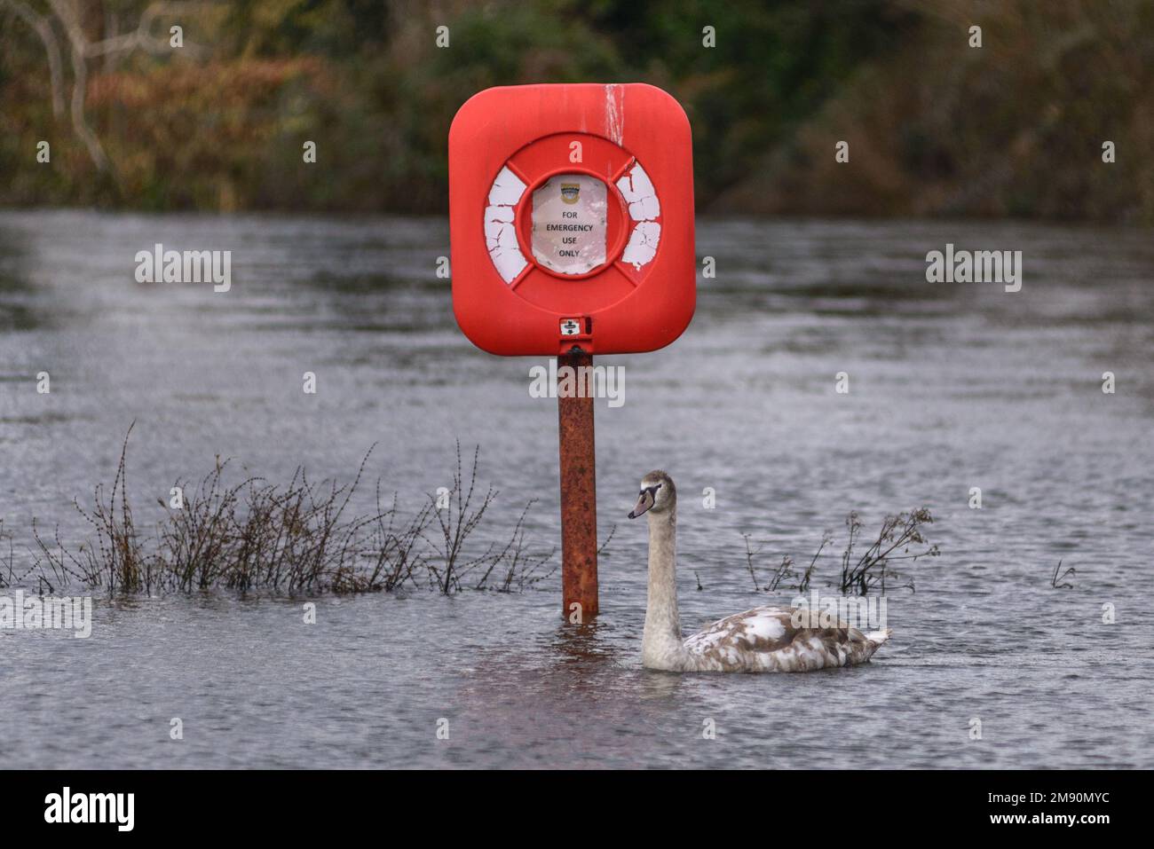 Fordingbridge, Hampshire, UK, 16th January 2023, Weather: The River ...