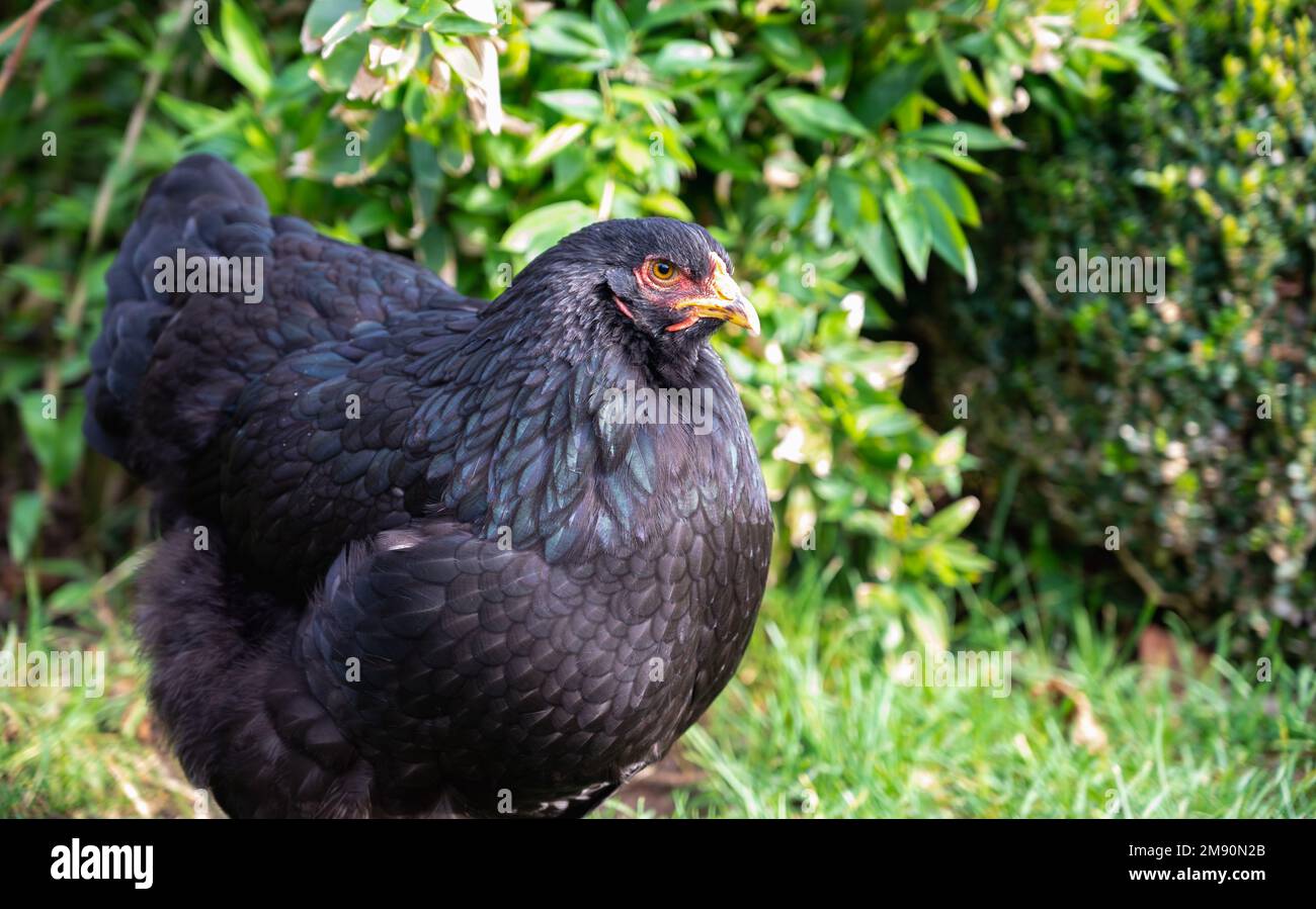 Brahma hen in nature. Organic brahma hen. Brahma rooster on the loose ...