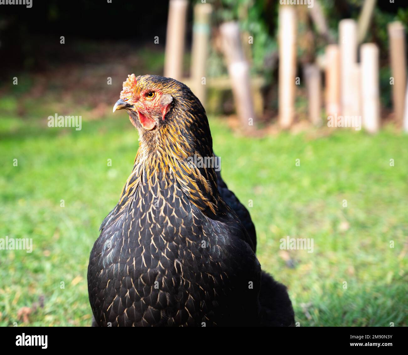 Brahma hen in nature. Organic brahma hen. Brahma rooster on the loose ...