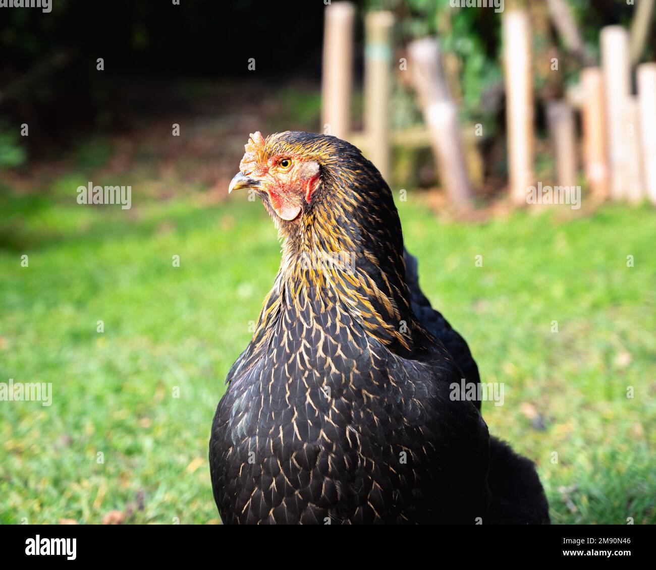 Brahma hen in nature. Organic brahma hen. Brahma rooster on the loose ...