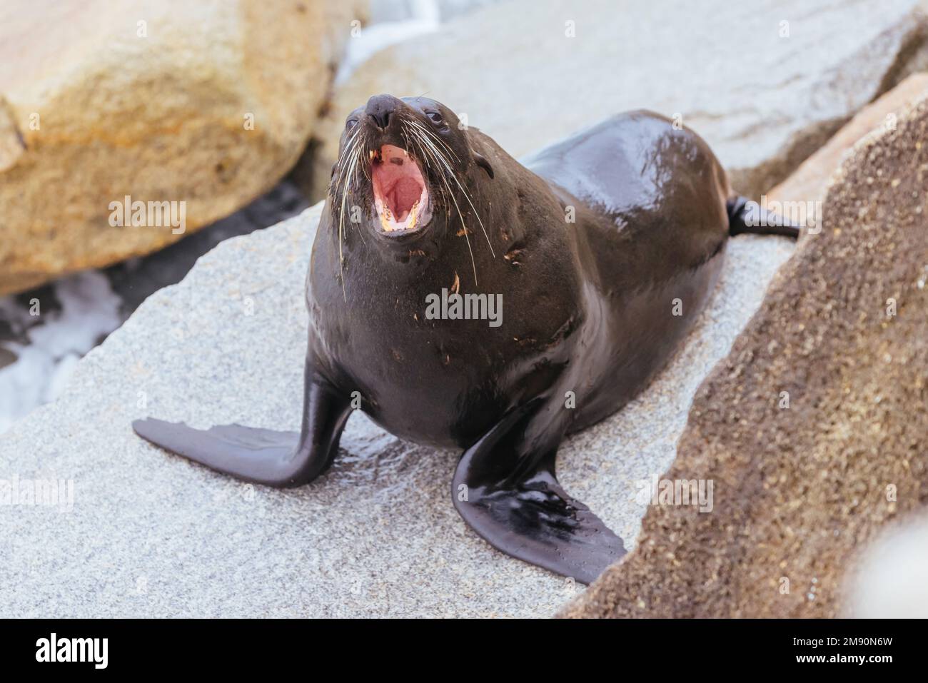 Australian Fur Seal in Narooma Australia Stock Photo - Alamy