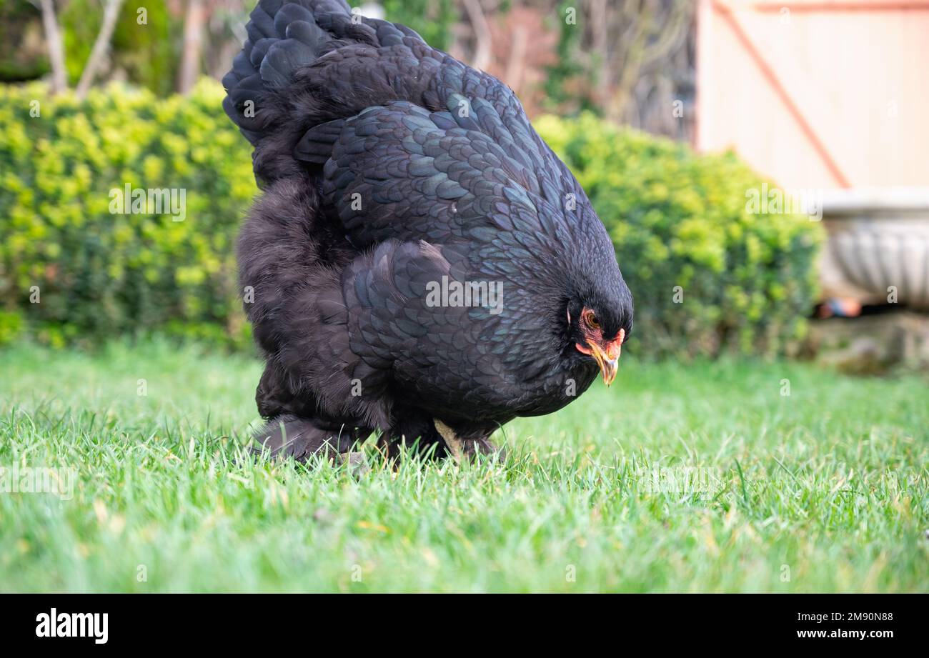 Brahma hen in nature. Organic brahma hen. Brahma rooster on the loose ...