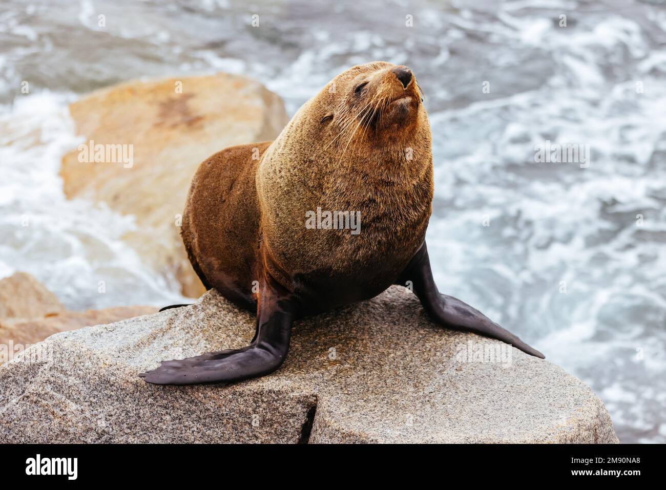 Australian Fur Seal in Narooma Australia Stock Photo - Alamy