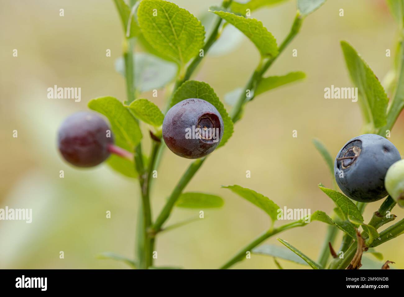 Blueberry antioxidants on a background of Norwegian nature Stock Photo ...